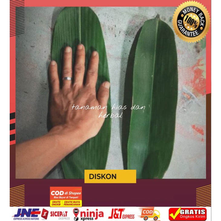 Jual 1KG Daun Bambu Jumbo Daun Bambu Bungkus Bacang Bakcang Kicang ...