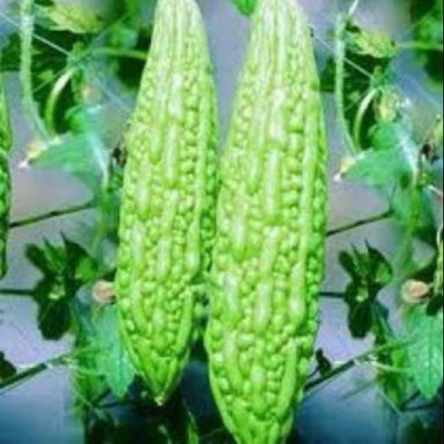 Jual Biji Benih Sayur Paria / Pare Siap Tanam (Isi 3 biji) | Shopee ...