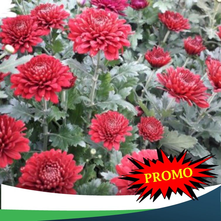 Jual Tanaman hias krisan/aster/seruni merah cantik harga murah | Shopee ...