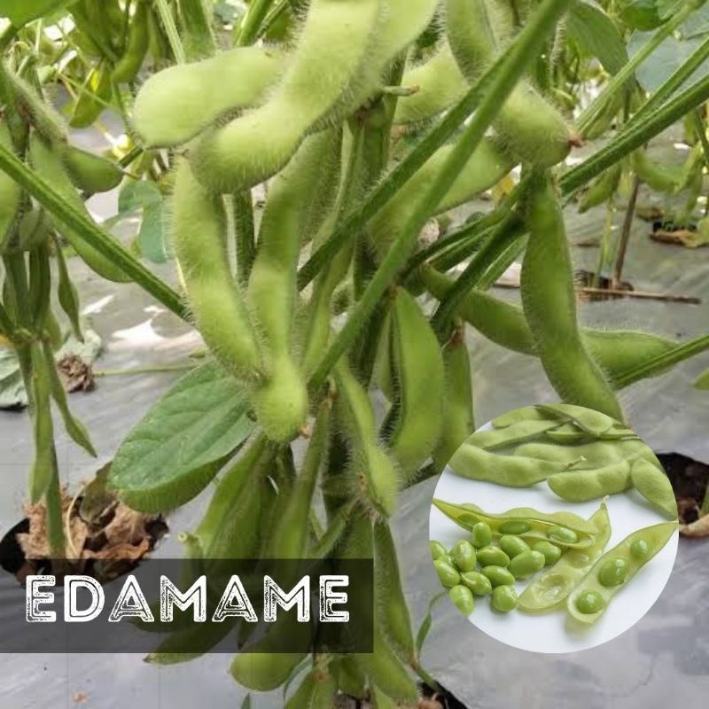 Jual Benih EDAMAME (isi-10) - Biji Bibit Sayur Kacang | Shopee Indonesia