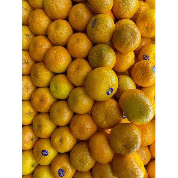 Jual jeruk wokam RRC premium | 1 kg | Shopee Indonesia