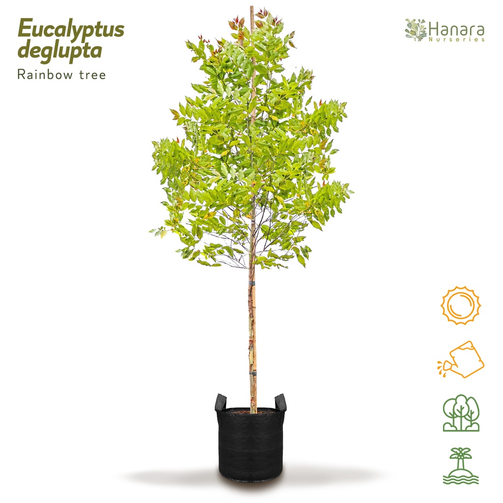 Jual Eucalyptus deglupta - Rainbow tree - pohon instan/instant tree ...