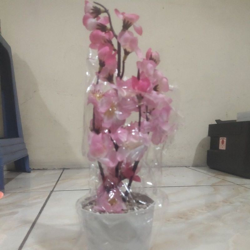 Jual C9 pohon pinus plastik pot | Shopee Indonesia