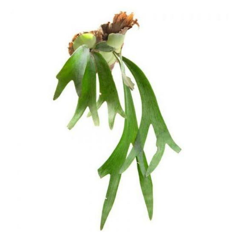 Jual platycerium bifurcatum, paku tanduk rusa, simbar menjangan ...