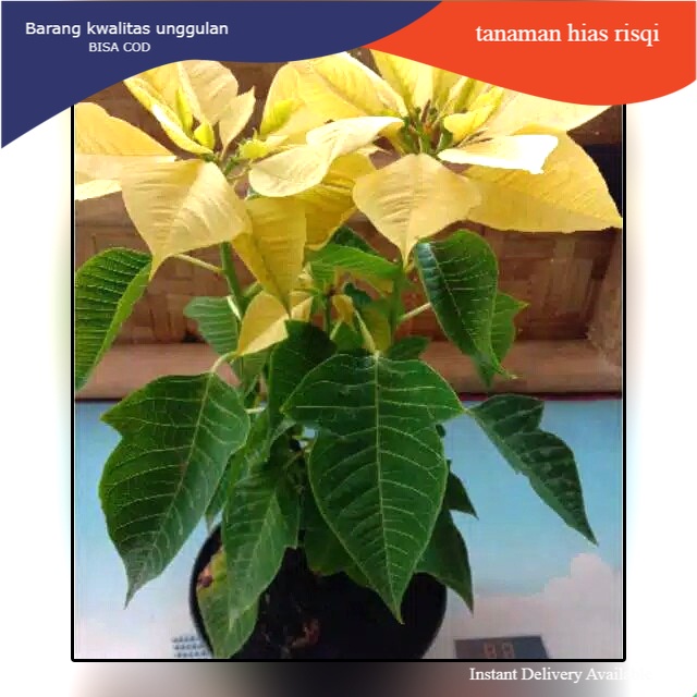 Jual Bunga Hidup Tanaman Hias Murah Kastuba Hiasan Rumah dan Taman ...