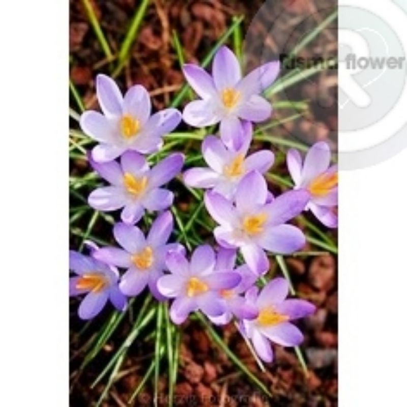 Jual Tanaman hias pohon bunga rain lily cantik kombinasi / promo bunga ...