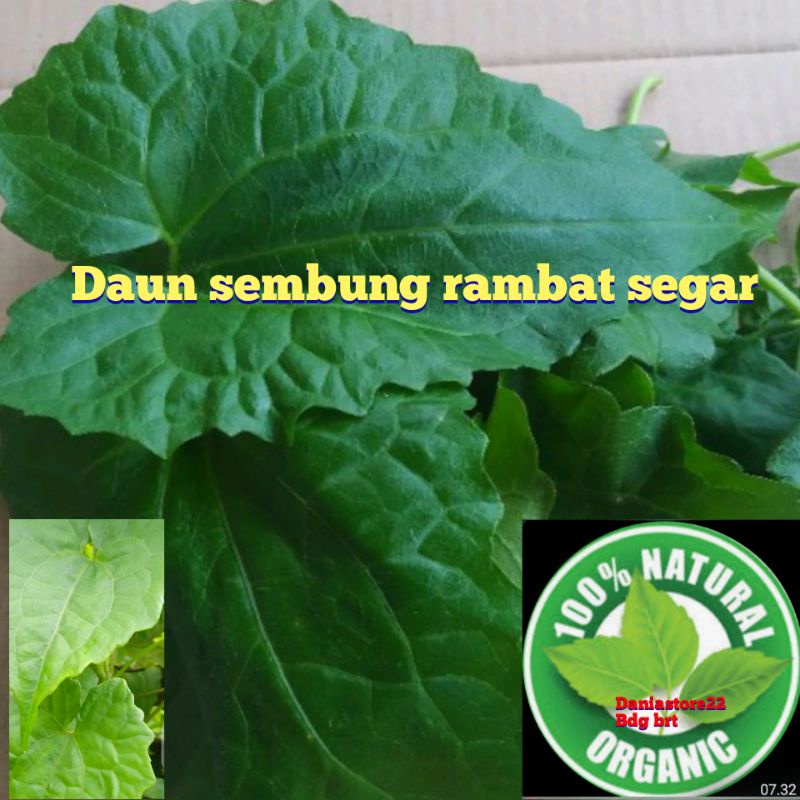 Jual daun sembung rambat 1 kg segar | Shopee Indonesia