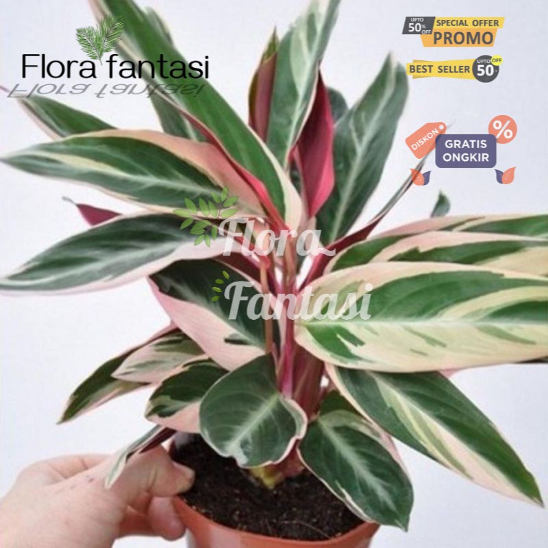 Jual calathea meranti bali (Tanaman hias hidup indoor murah besar dan ...