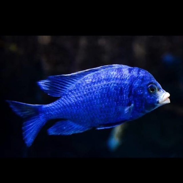 Jual Mdoka White Lips Placidochromis Phenochilus Blue Mori Morrii ...
