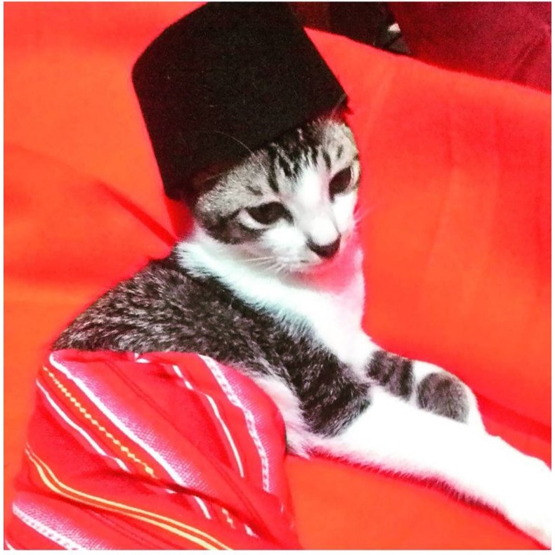 Jual 1 pasang jilbab dengan peci untuk kucing | Shopee Indonesia