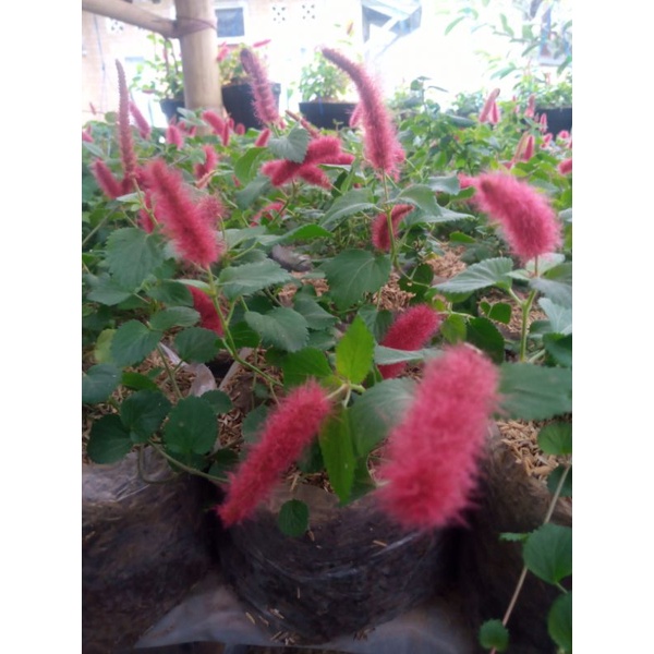 Jual bunga ekor kucing | Shopee Indonesia