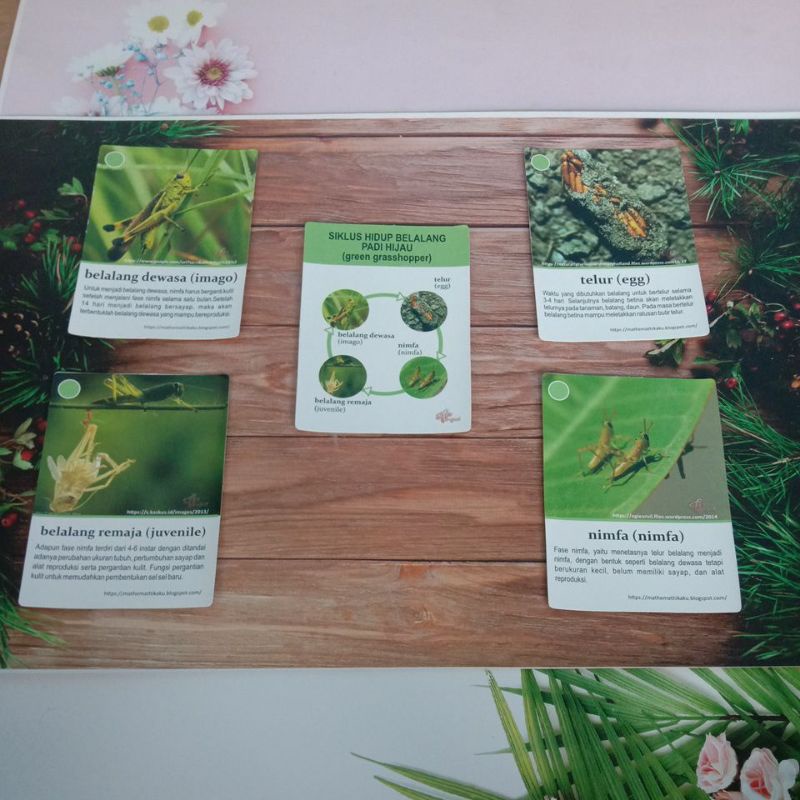 Jual Kartu Siklus Hidup life cycle card Hewan Belalang Padi Hijau ...