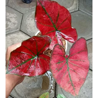 Jual caladium festivia Harga Terbaik & Termurah Juni 2024 | Shopee ...