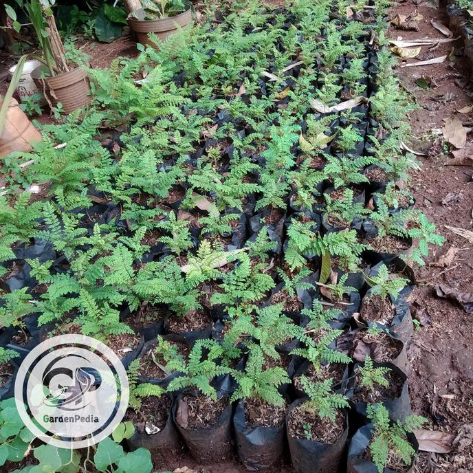 Jual L3Gi Bibit Pohon Jakaranda - Tanaman Jacaranda | Shopee Indonesia