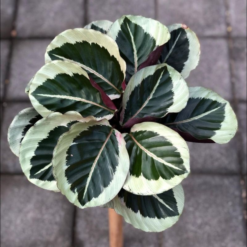 Jual Calathea Cynthia bibit import rawatan mulus no defect real pict ...