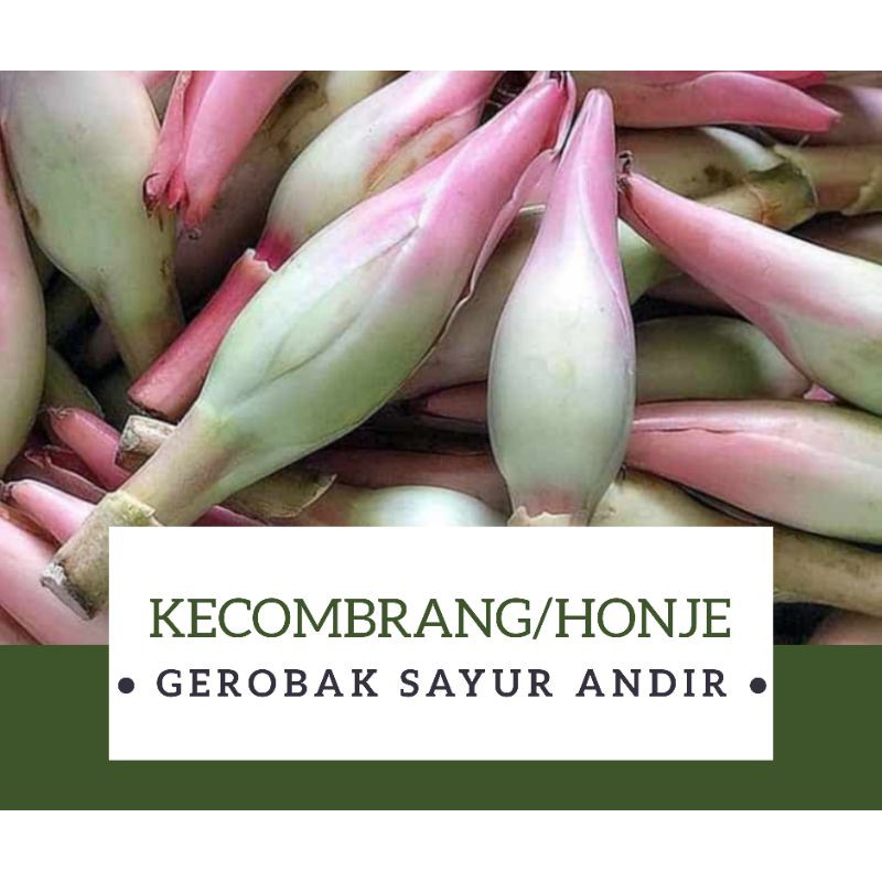 Jual Bunga Kecombrang/Honje /batang-pcs | Shopee Indonesia