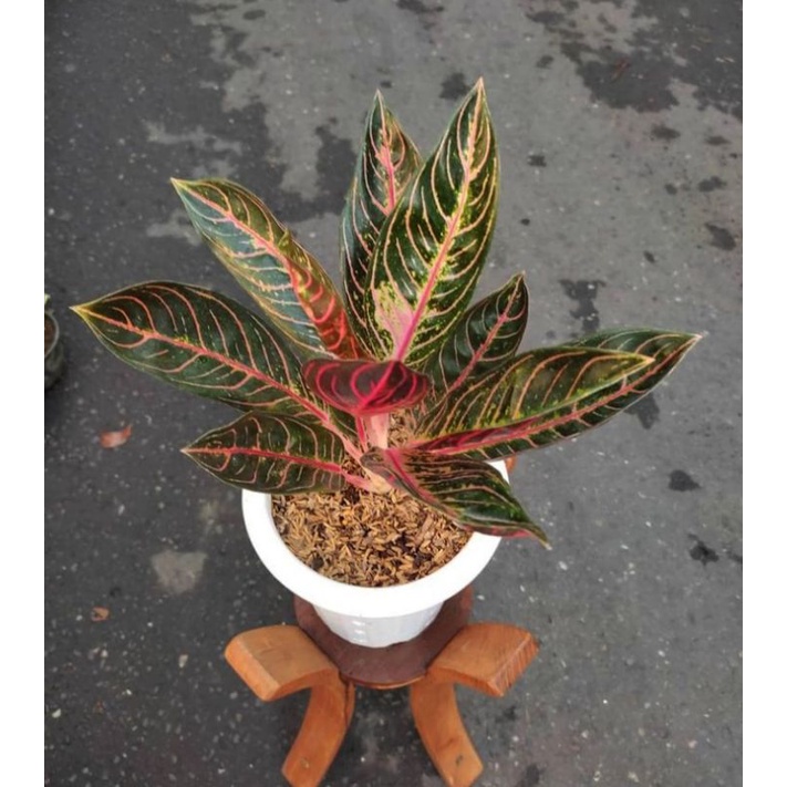 Jual Aglaonema pride of sumatra // red sumatra lokal daun rimbun ...