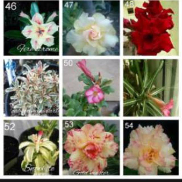 Jual Promo Hemat Paket 10 Bunga Kamboja Adenium Jepang Tanaman