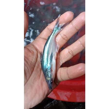 Jual paket bibit ikan patin isi 50 ekor ukuran 10-11cm | Shopee Indonesia