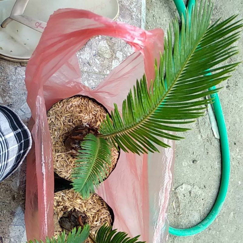 Jual Palem Sikas atau Mawar Jambe | Shopee Indonesia