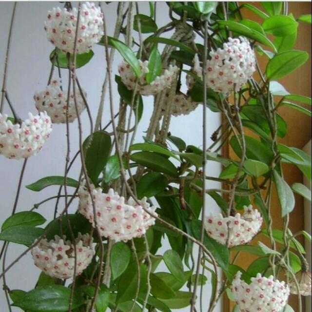 Jual Biji Bunga Anggrek Hoya Carnosa - Bibit Tanaman Pohon Bunga ...