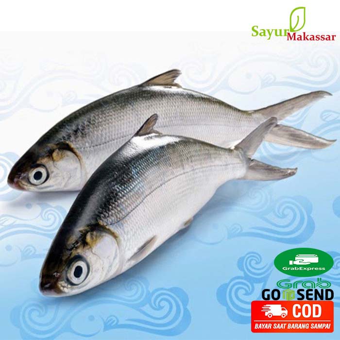 Jual Ikan Bolu / Bandeng Per Ekor Segar Pasar Online Makassar | Shopee ...