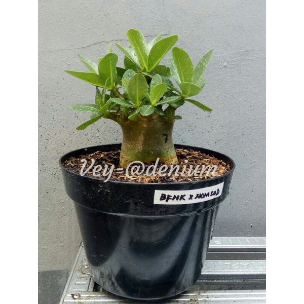 Jual ADENIUM KARAKTER BNFK X NOMSOD | Shopee Indonesia