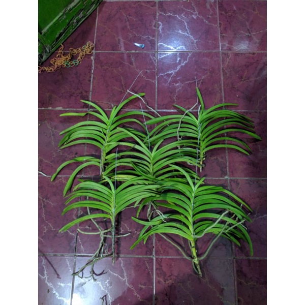 Jual Vanda Perplexa (paket hemat isi 5 plant) | Shopee Indonesia