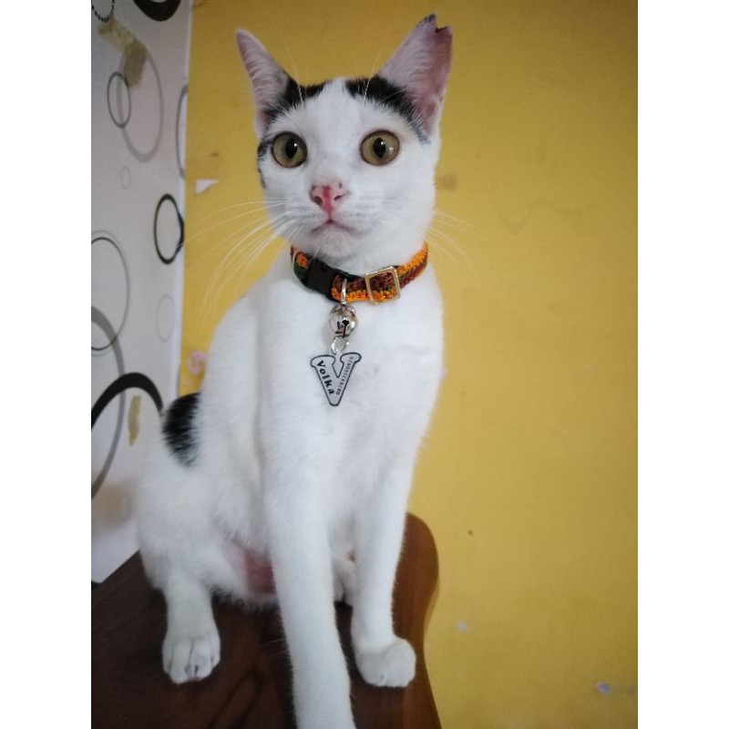 Jual KALUNG KUCING CUSTOM NAMA (INISIAL HURUF) | Shopee Indonesia