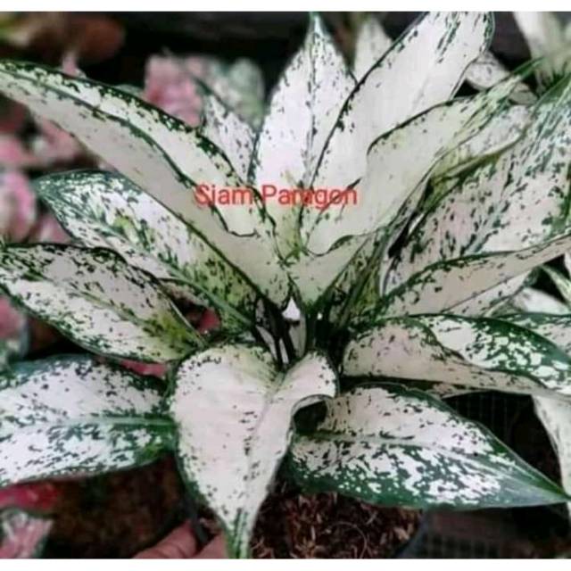 Jual Aglonema siam paragon - Bibit tanaman hias Hidup-Bunga Hidup ...