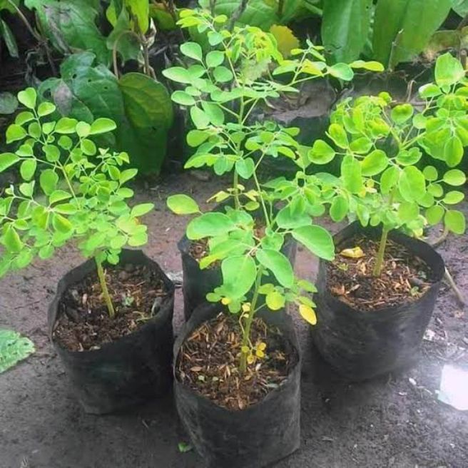Jual Tanaman Herbal Kelor Marunggai Moringa Oleifera / Tanaman Daun ...