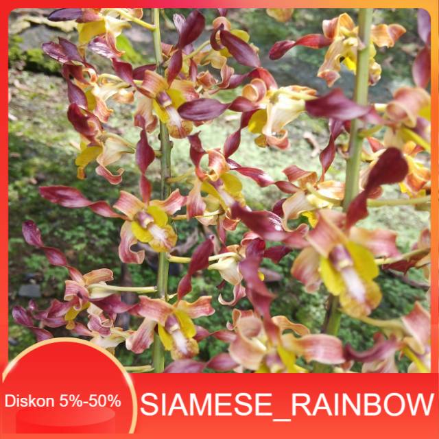 Jual Anggrek Dendrobium Keriting Rambo Dewasa | Shopee Indonesia Jual Anggrek Dendrobium Keriting Rambo Dewasa | Shopee Indonesia