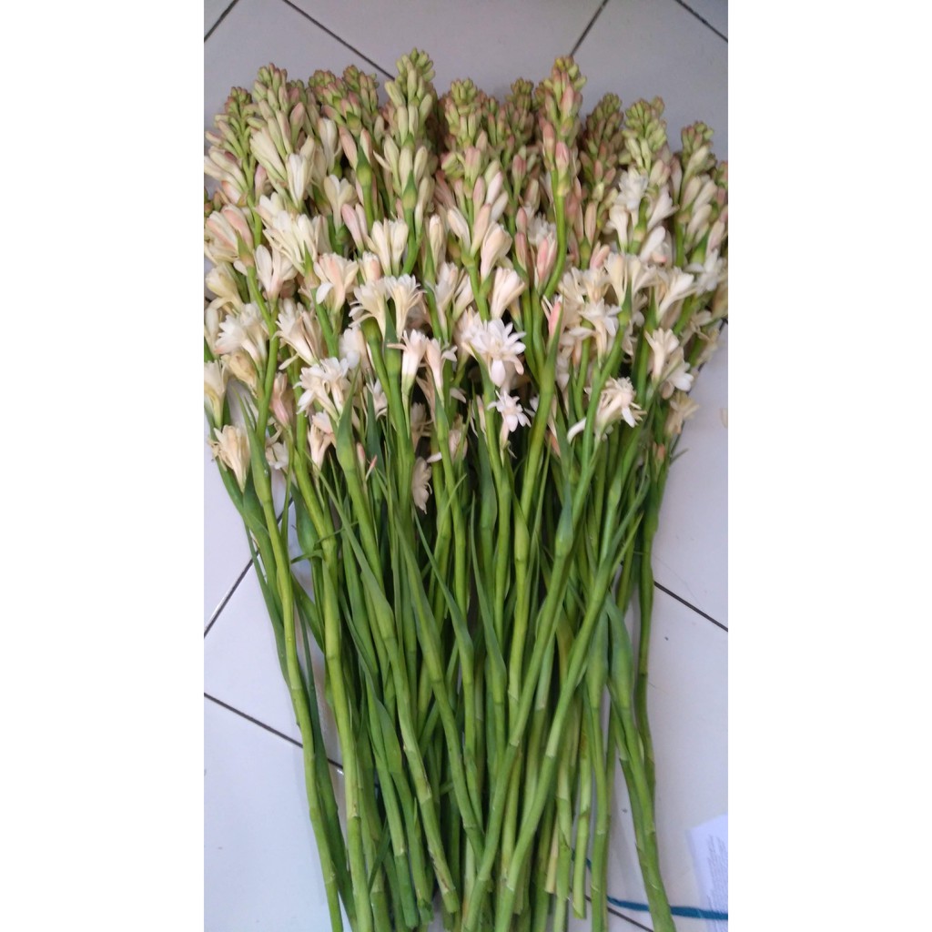 Jual Bunga Wangi Segar Bunga Sedap Malam Asli Shopee Indonesia
