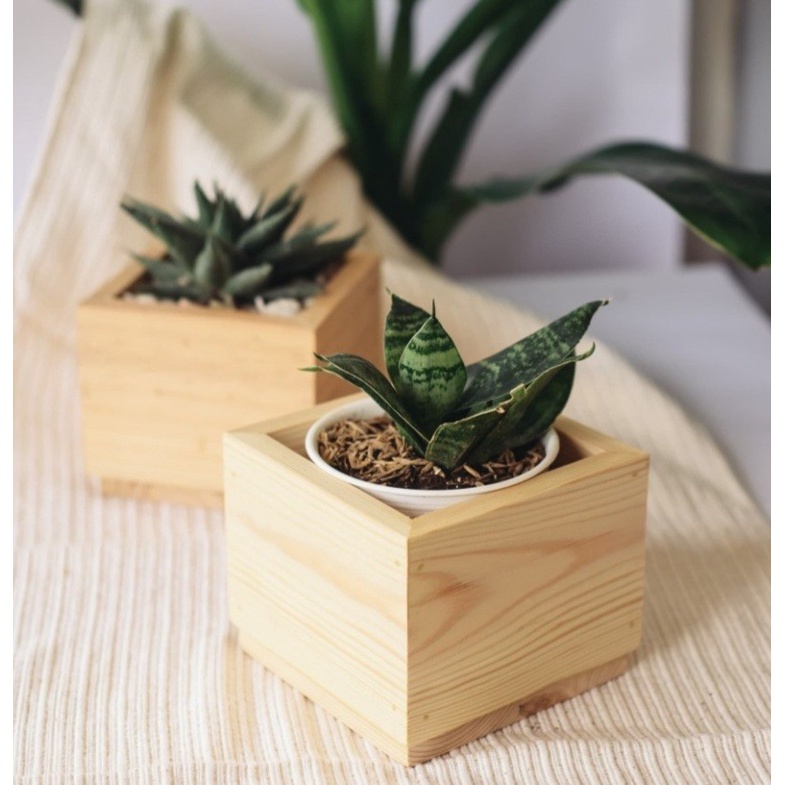 Jual POT KAYU ANGGREK 8 INCH 20CM pot gantung anggrek vanda tanaman ...