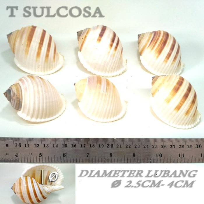 Jual Tangan-Kerajinan- Cangkang Shell Kelomang Keong Umang Hermid Crab ...