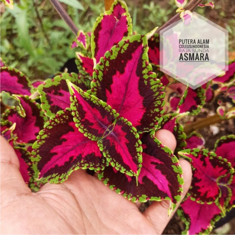 Jual Miana id raja Sunda asmara | Shopee Indonesia