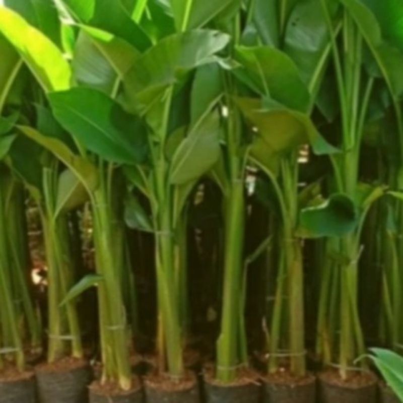 Jual Pisang - Pisangan Karibay jenis Jumbo tanpa daun | Shopee Indonesia