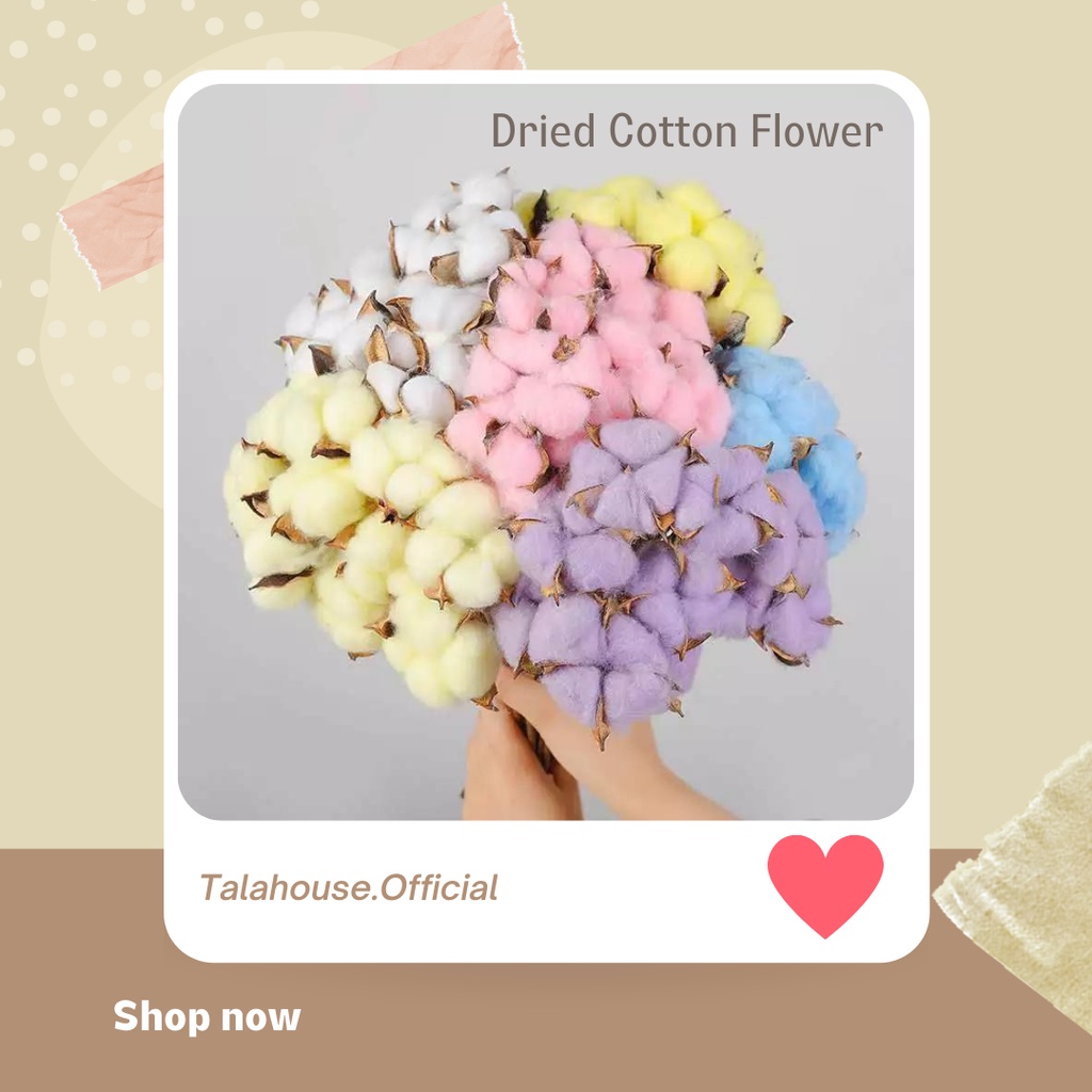 Jual BUNGA KAPAS / COTTON FLOWERS / FLOWERS COTTON | Shopee Indonesia