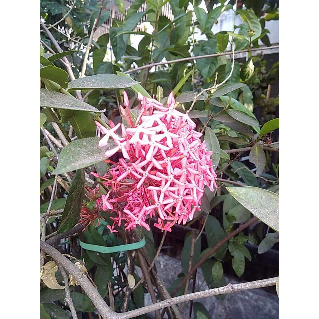 Jual ASOKA ~ BUNGA ASOKA ~ KEMBANG SOKA ~ JUNGLE FLAME.....MINIMAL ...