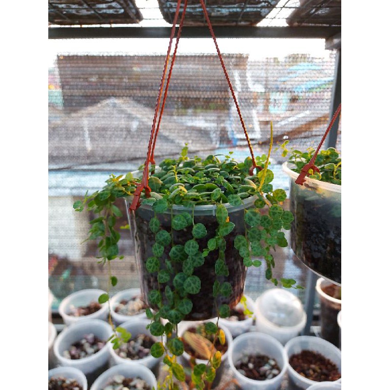 Jual string of heart turtles | Shopee Indonesia