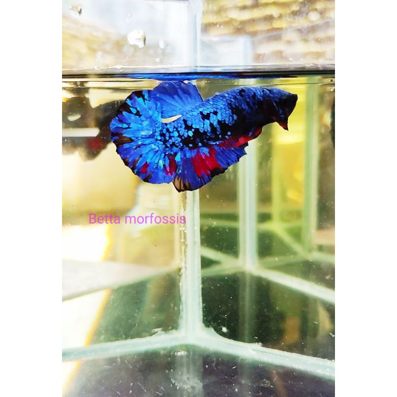 Jual Cupang Avatar gordon TOP GRADE(INDUKAN) | Shopee Indonesia