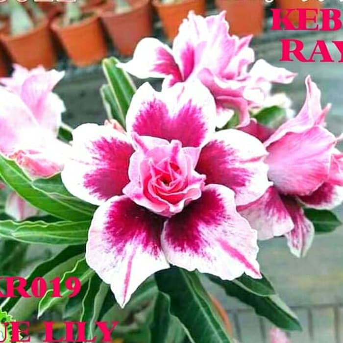 Jual promo Adenium blue lily bibit bunga kamboja bunga Adenium tanaman ...