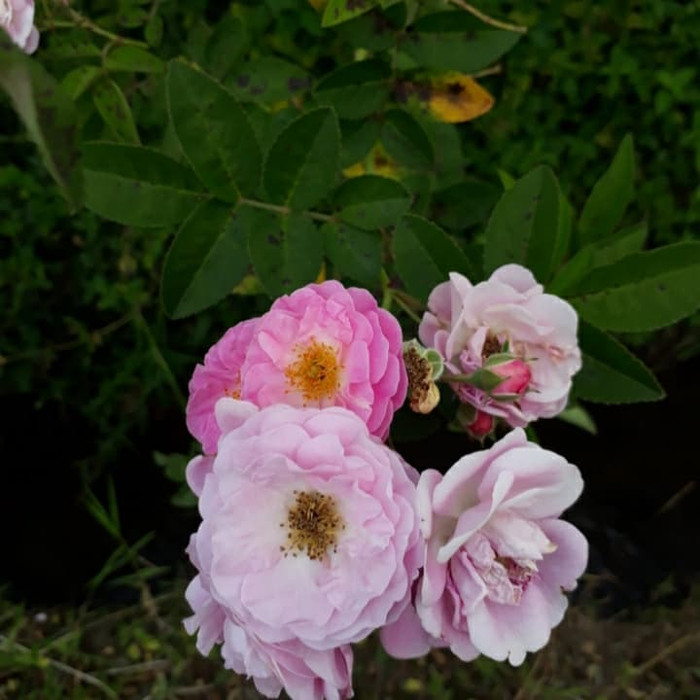 Jual tanaman climbing rose pink | Shopee Indonesia