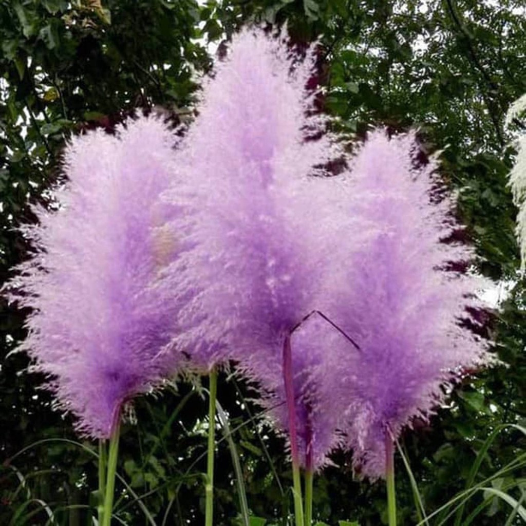 Jual Bibit Benih Biji Bunga Pampas Grass Ungu - Biji Rumput Pampas Ungu ...