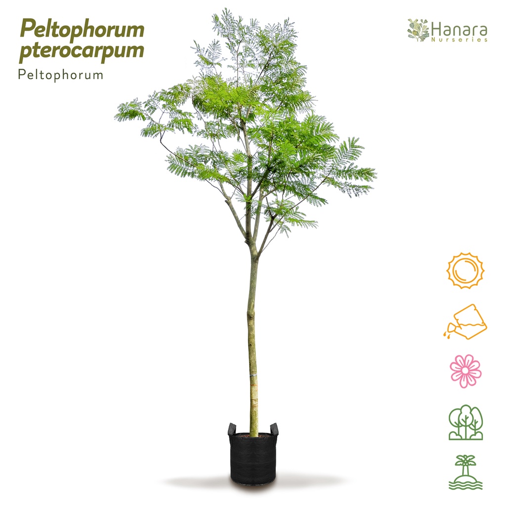 Jual Peltophorum pterocarpum - Peltophorum - pohon instan/instant tree | Shopee Indonesia