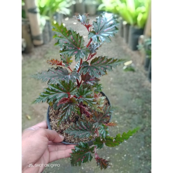 Jual Tanaman Begonia spider(gryphon) | Shopee Indonesia