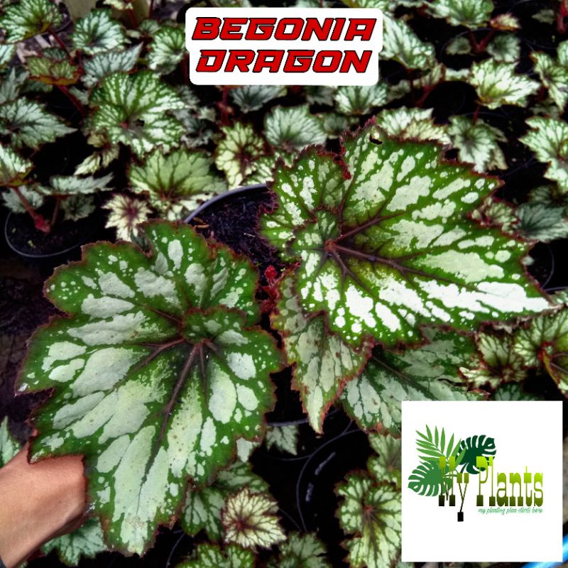 Jual Tanaman Hias Bunga Begonia Rex Dragon Ukuran Dewasa | Shopee Indonesia