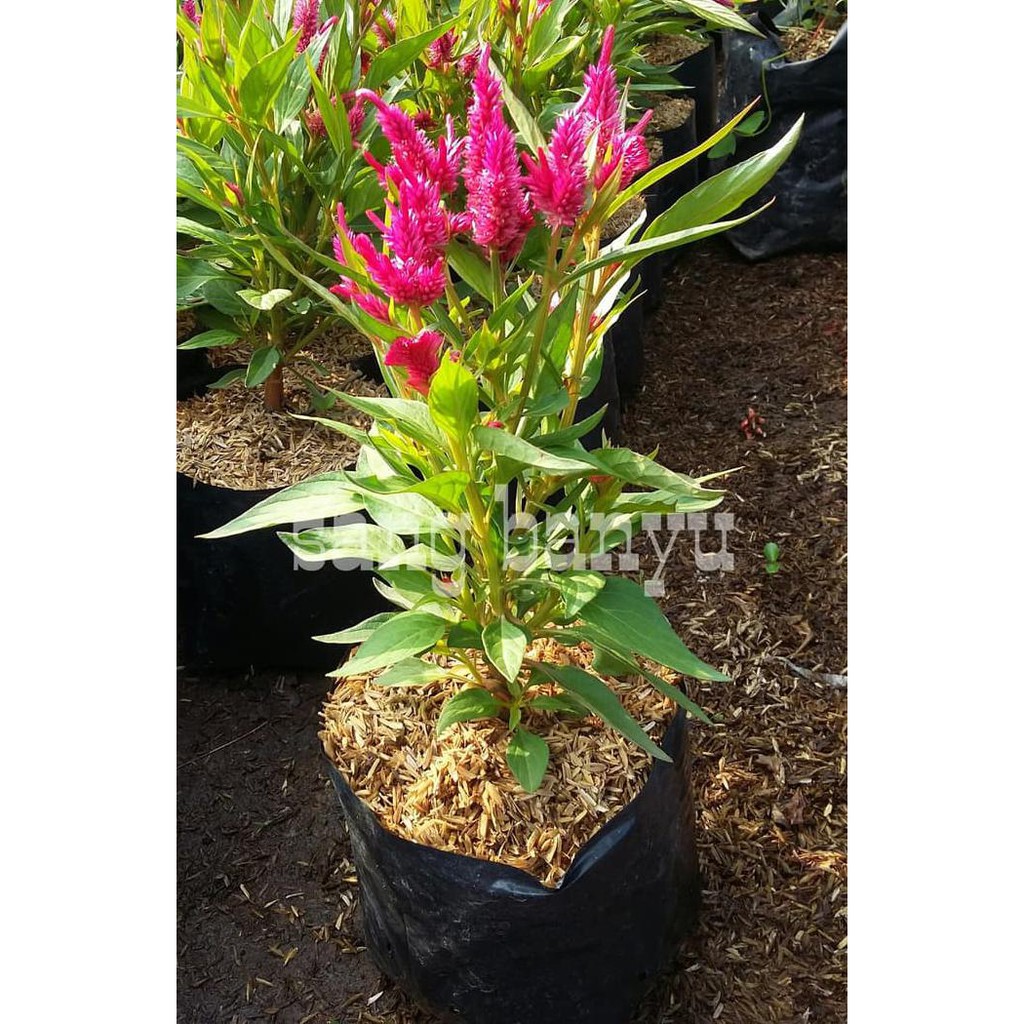 Jual Sukulen Teratai / Bibit Tanaman Hidup Sukulen Succulent pr0duk ...