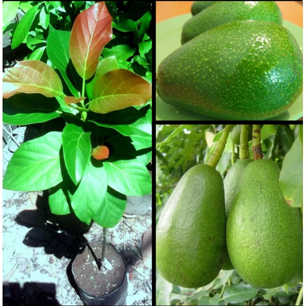 Jual Bibit Alpukat Hawai Super Jumbo (ORIGINAL) | Shopee Indonesia