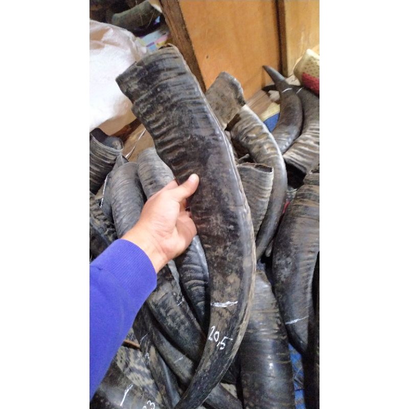 Jual BAHAN KERAJINAN TANDUK KEBO HITAM PADAT 17cm keatas lebar untuk ...